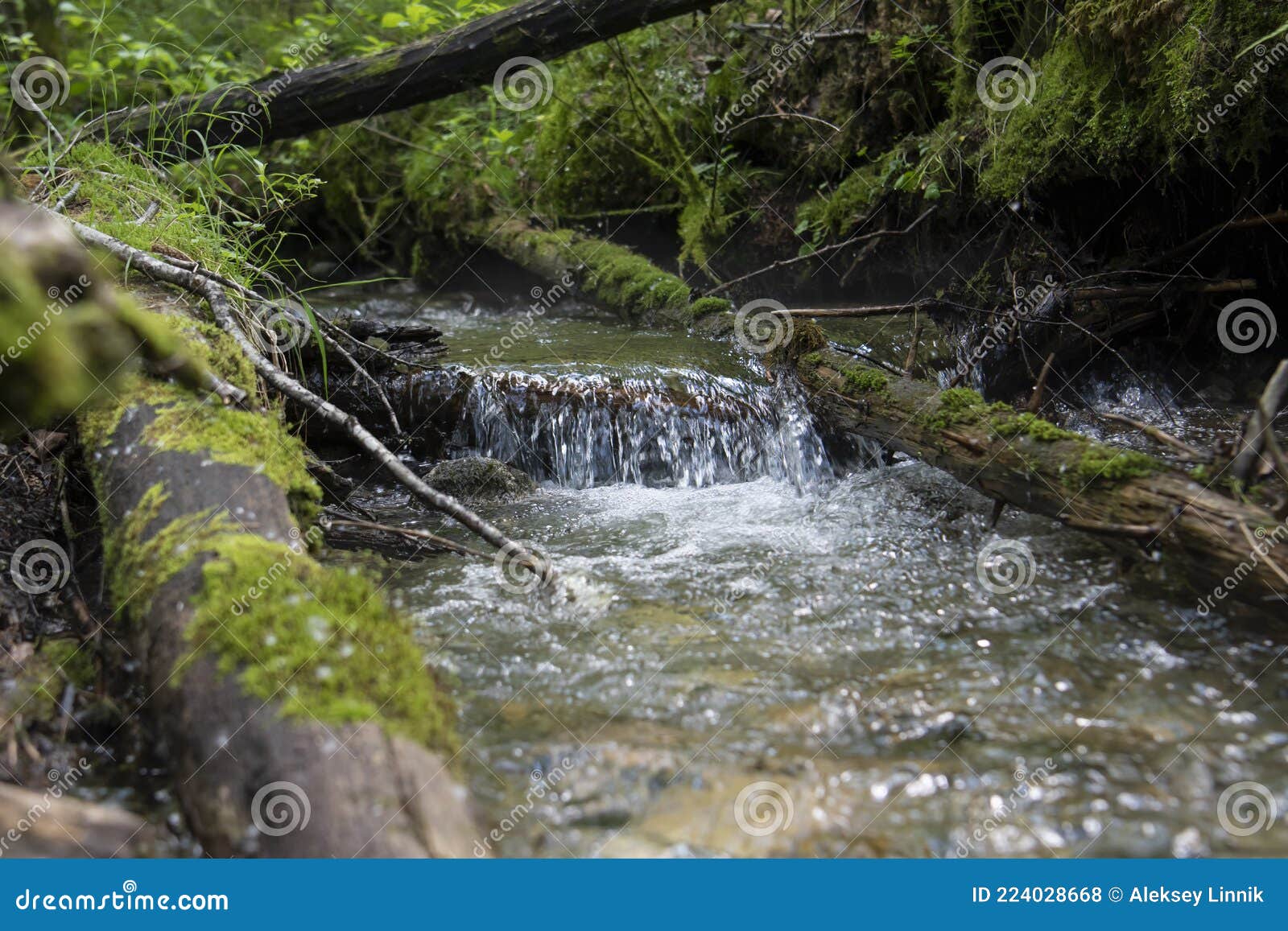 The Stream Runs in the Taiga Wilderness Stock Photo - Image of area ...
