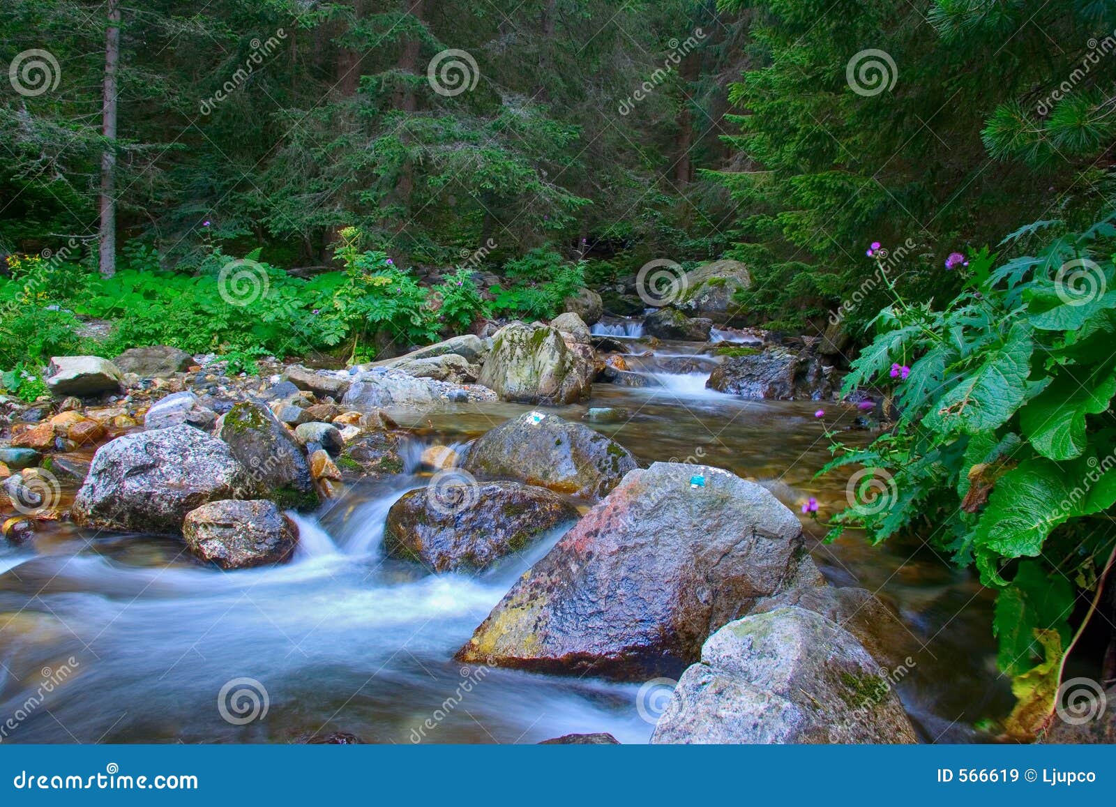 Stream Rushing in the Forest Stock Image - Image of river, fresh: 566619