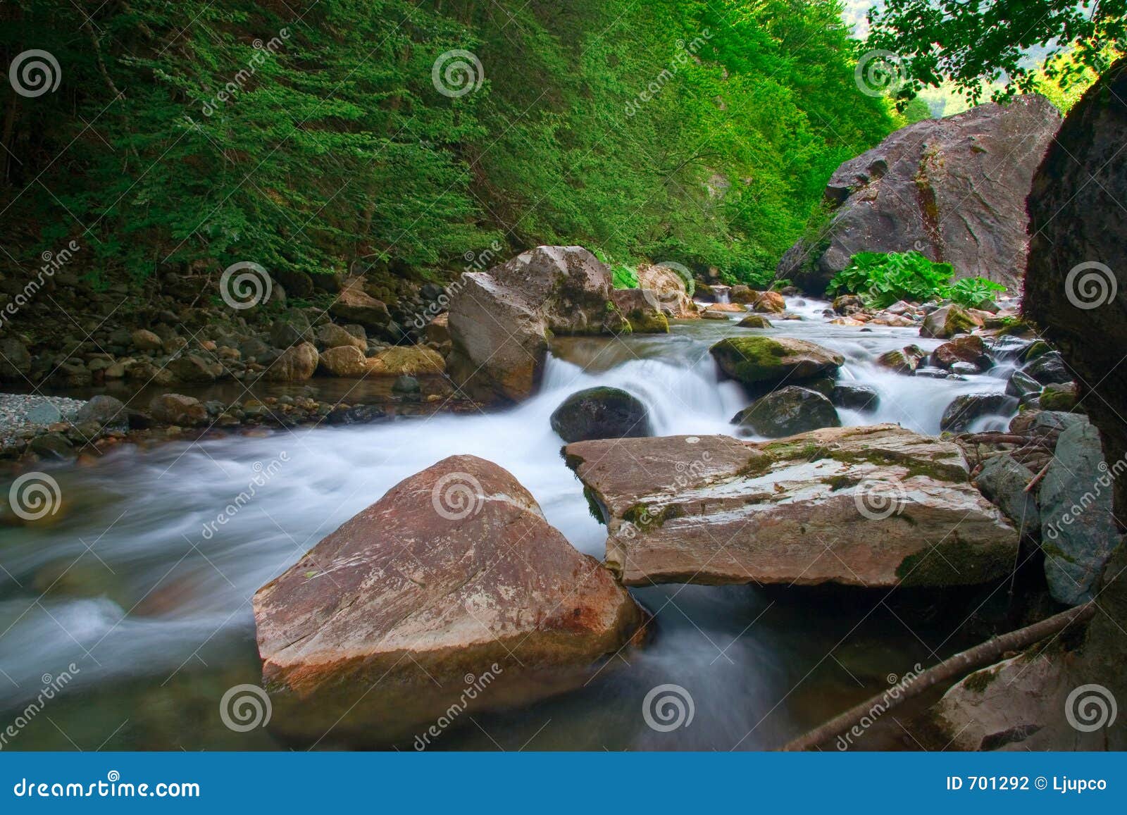 Stream Rushing through the Forest Stock Photo - Image of running ...