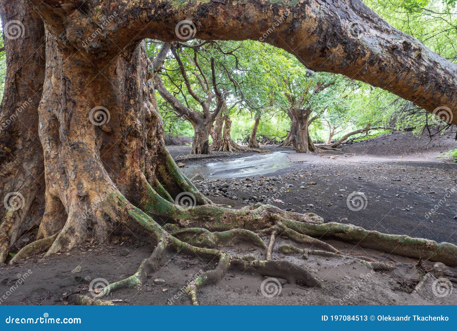 A Stream in Savannah, Small River Flows through Plantation of Thick Old ...