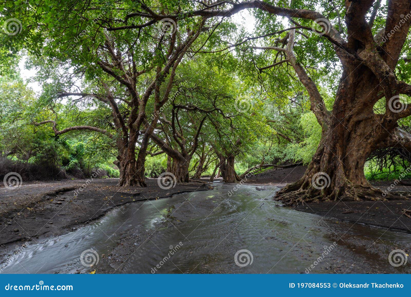 A Stream in Savannah, Small River Flows through Plantation of Thick Old ...