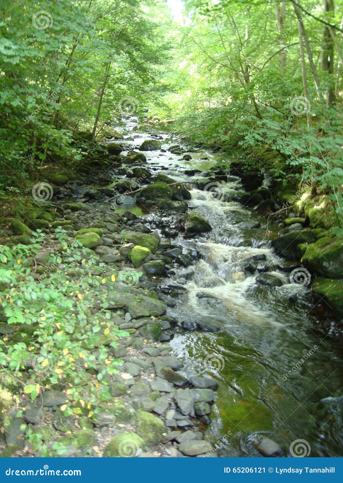 Stream stock image. Image of water, burn, scottish, stream - 65206121