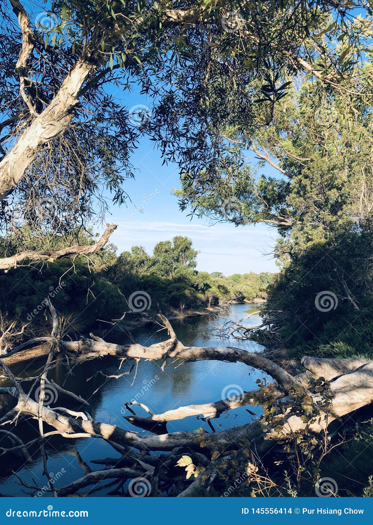 Stream stock photo. Image of stream, overhanging, branches - 145556414