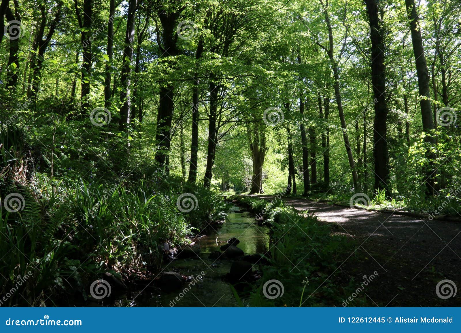 Stream beside a Shady Country Foot Path Stock Image - Image of grass ...