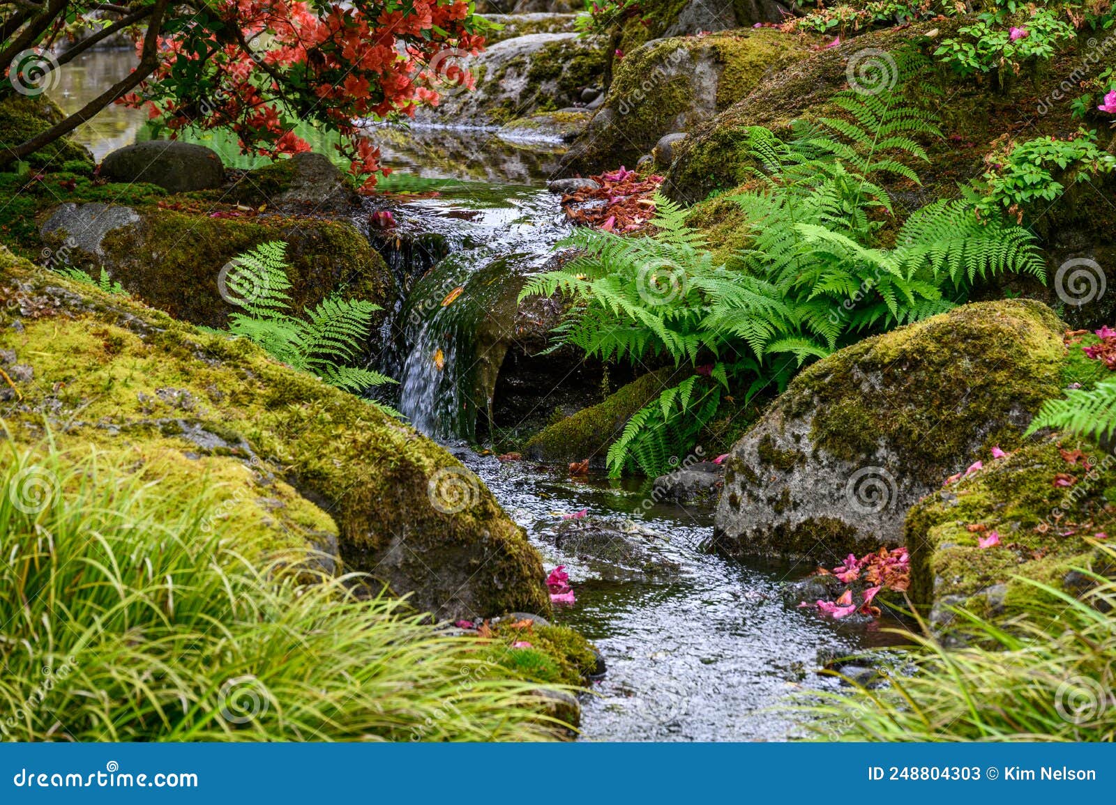 Stream with Small Waterfall Flowing through it in a Peaceful Japanese ...