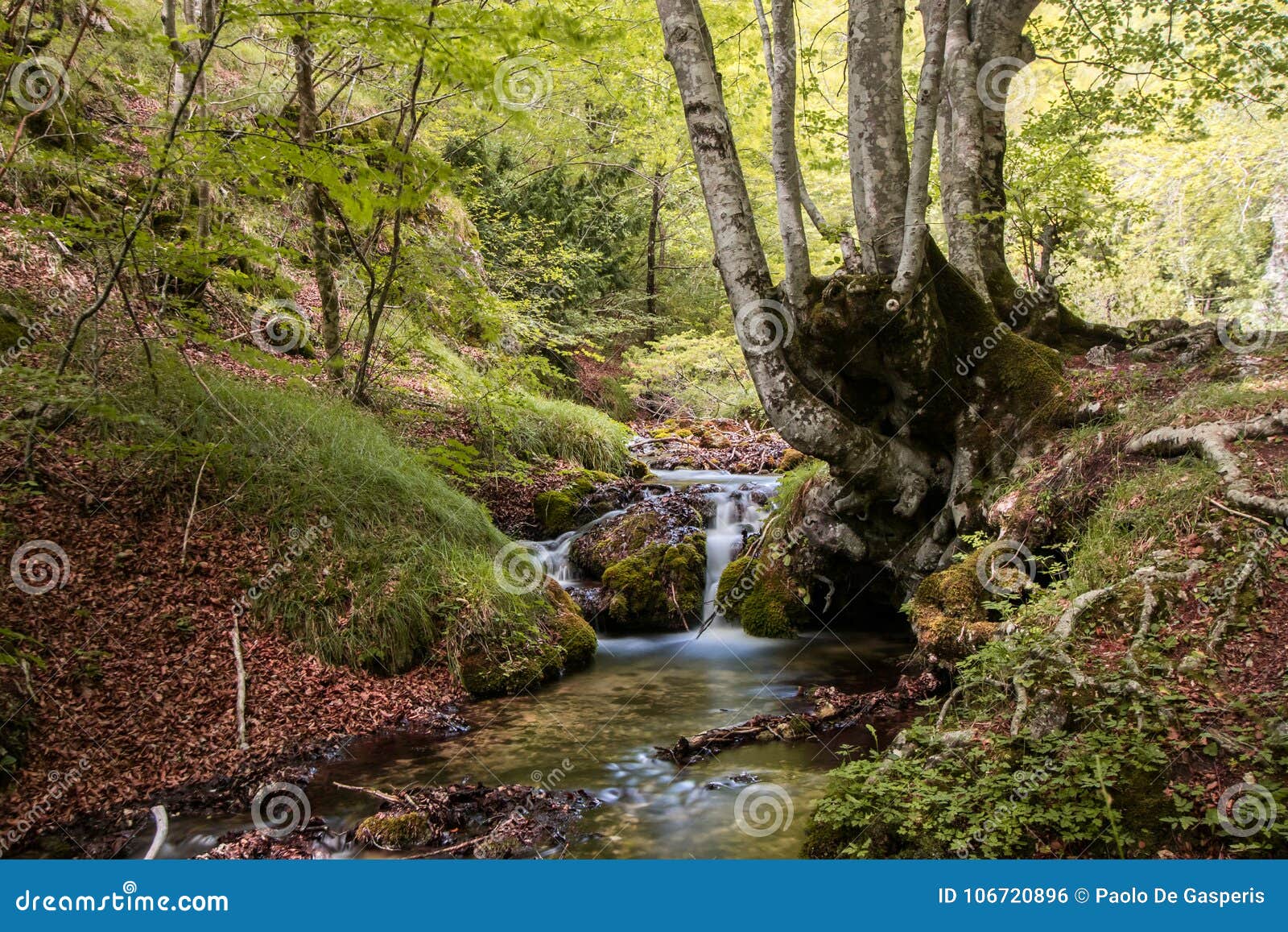 Stream with Small Waterfall in a Mediterranean Forest with Moss, Fallen ...