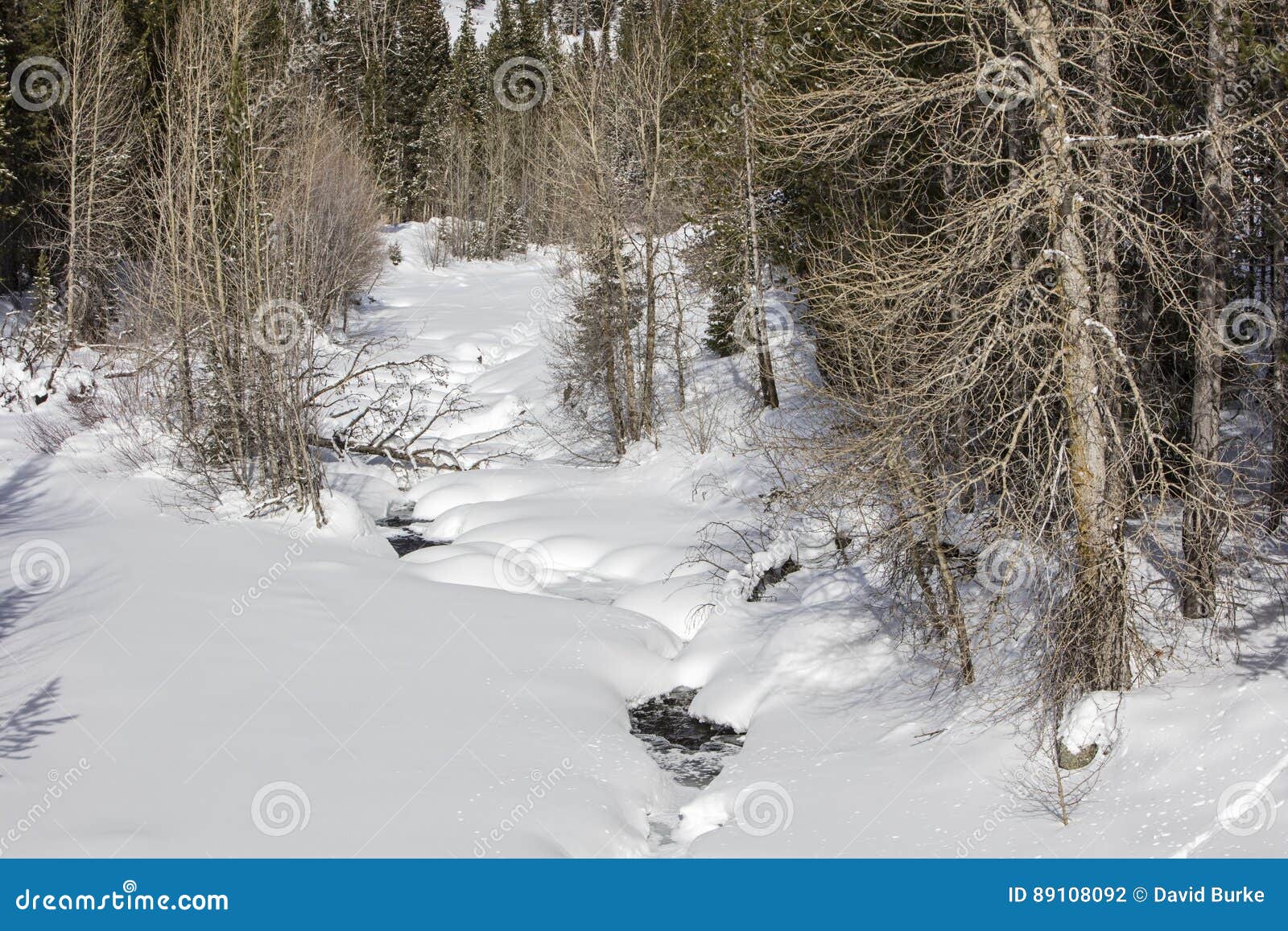 Stream Snow Covered Mountain Stock Photo - Image of scenery, forest ...