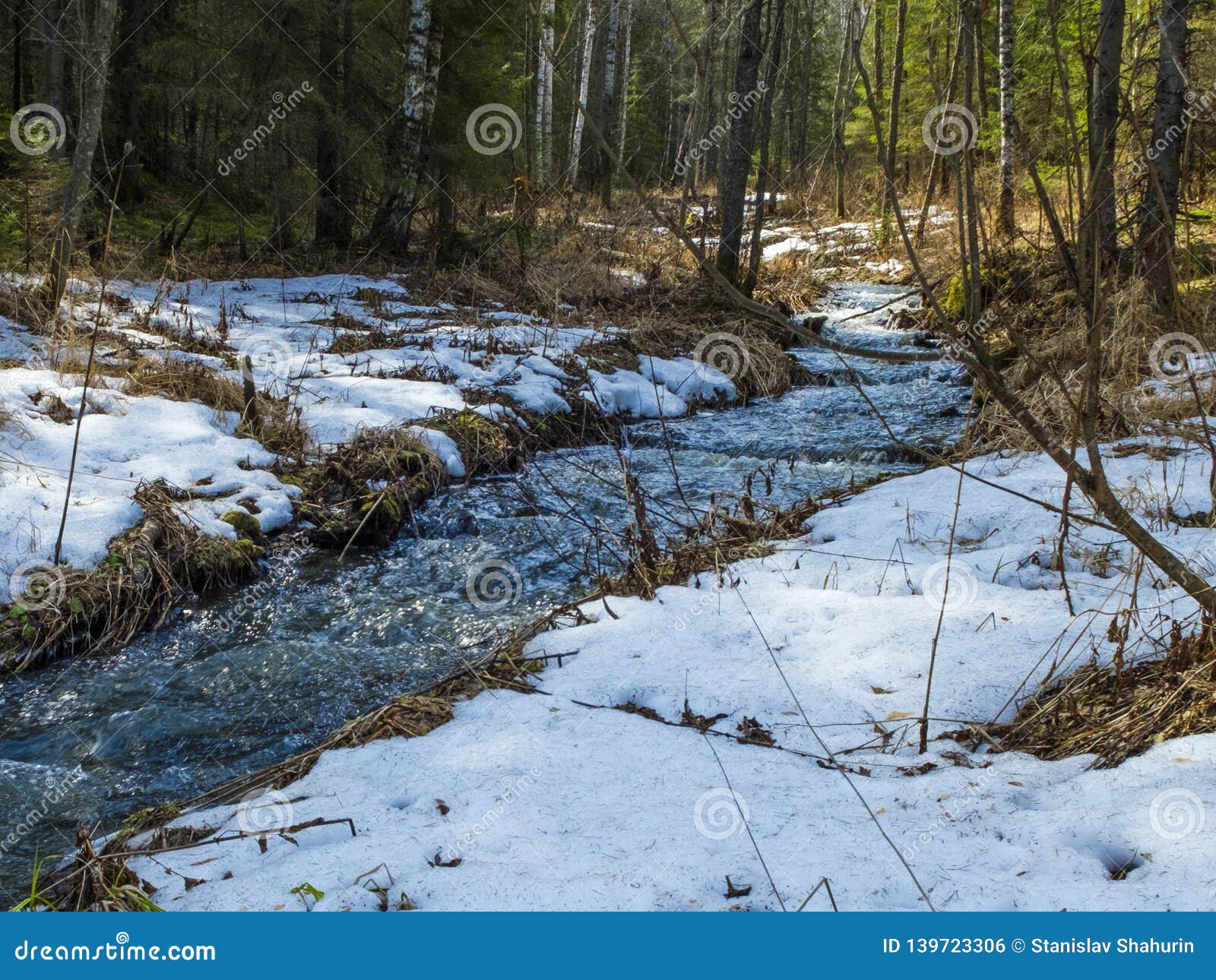 The Stream of Snow Melt in the Forest. Stock Photo - Image of pine ...