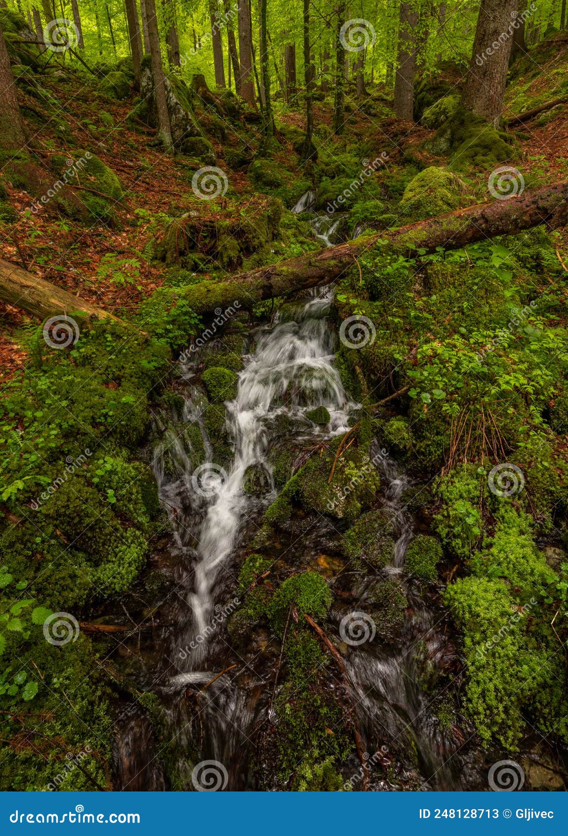 Stream in the Spring Forest is Full of Water after the Heavy Rain Stock ...