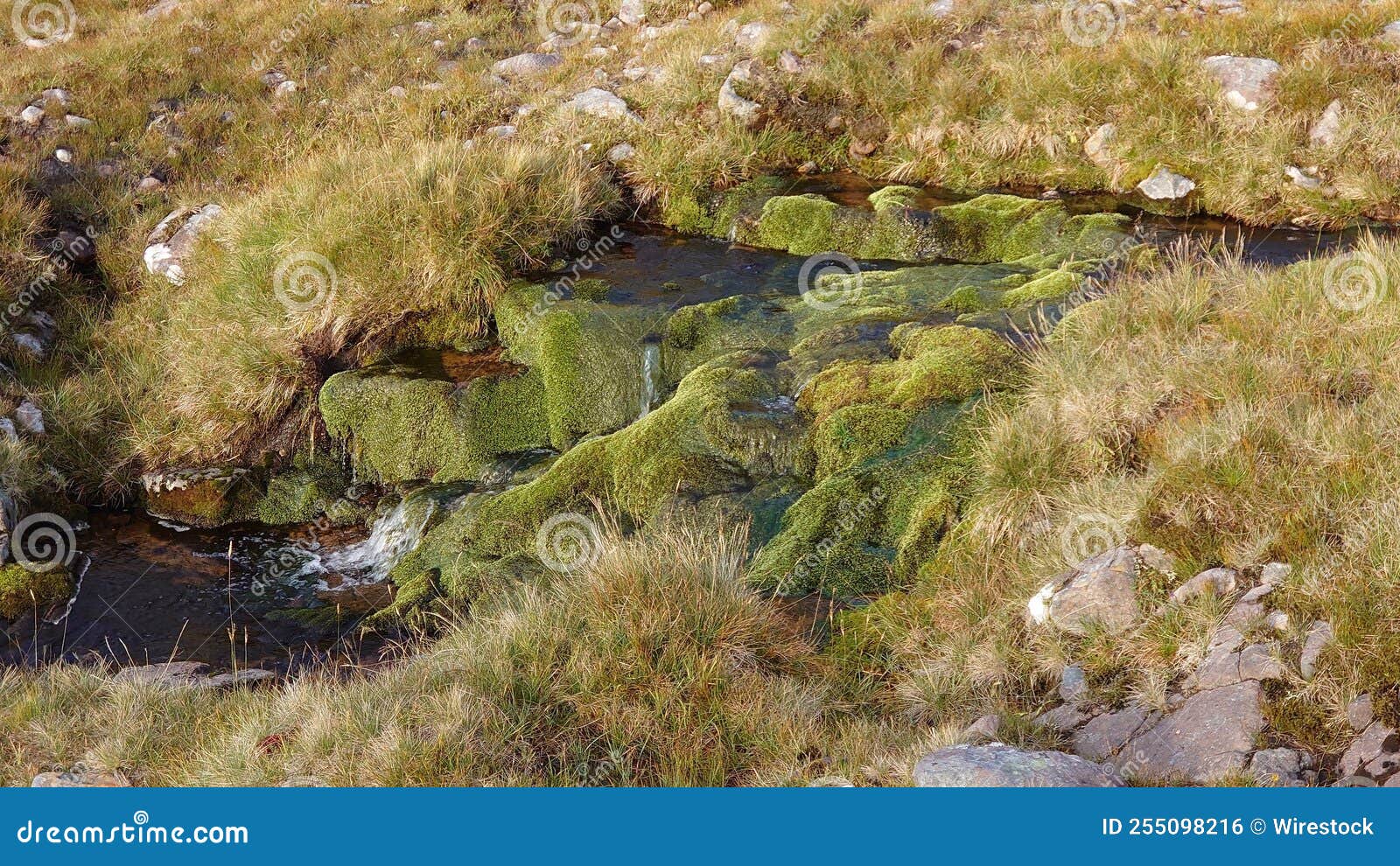 Stream with Stones Covered by Green Algae Stock Photo - Image of ...