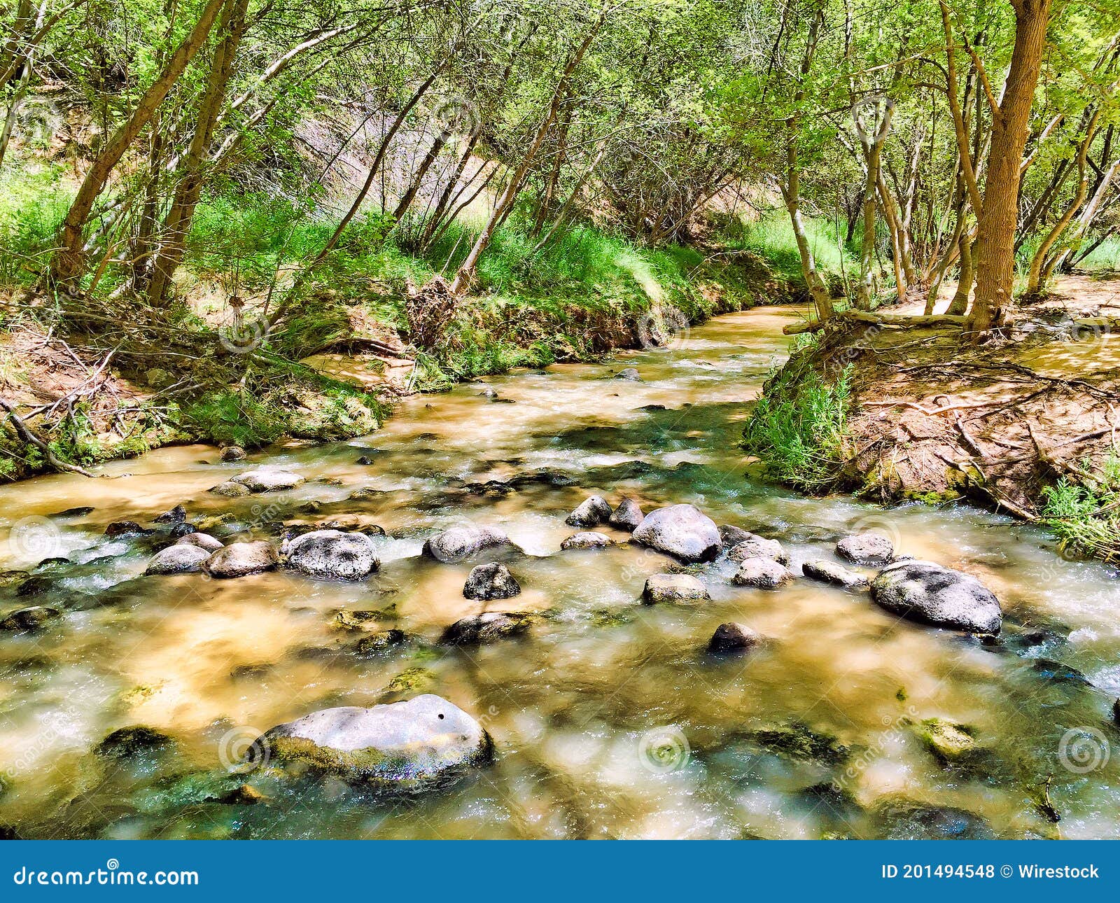 Stream with Stones in a Forest Stock Photo - Image of natural, outdoors ...