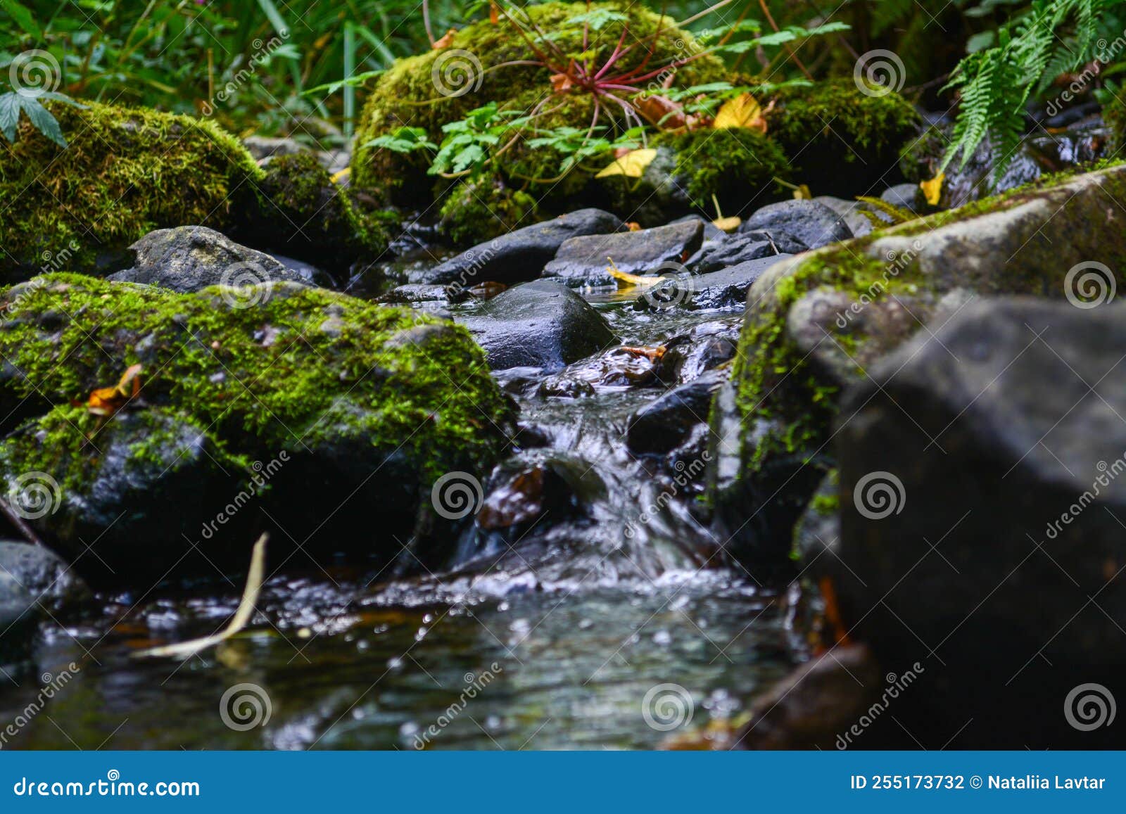 Stream and Stones. Forest River Stock Photo - Image of forest ...