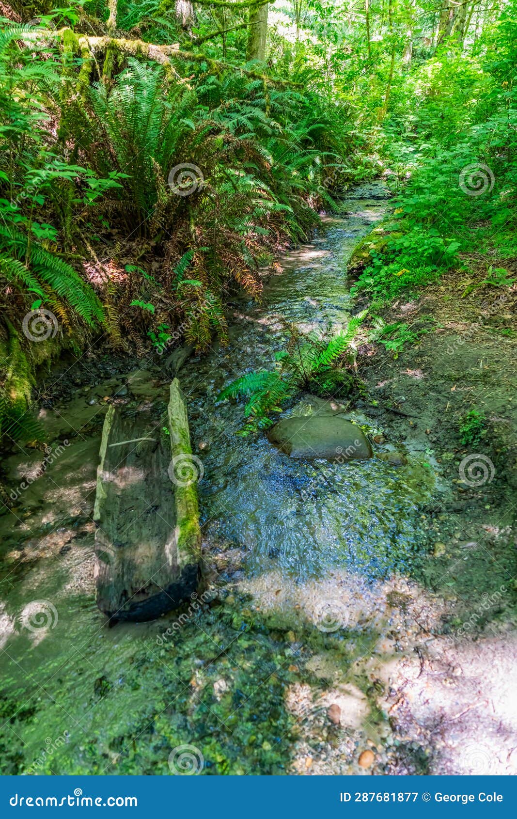 Ocean Park Stream stock image. Image of dash, recreation - 287681877