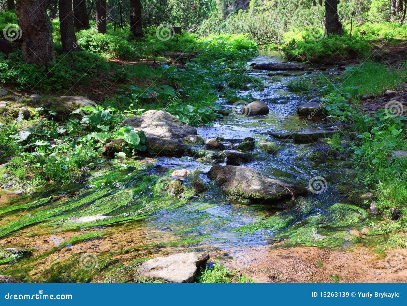 Stream in summer forest stock image. Image of tree, summer - 13263139