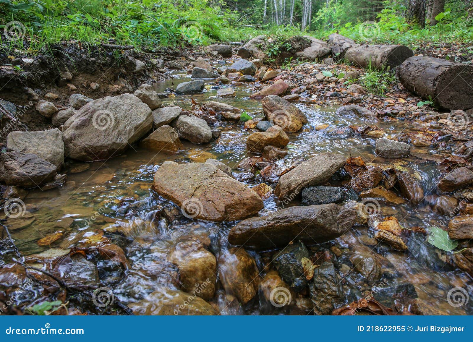 Stream in a summer forest stock image. Image of landscape - 218622955