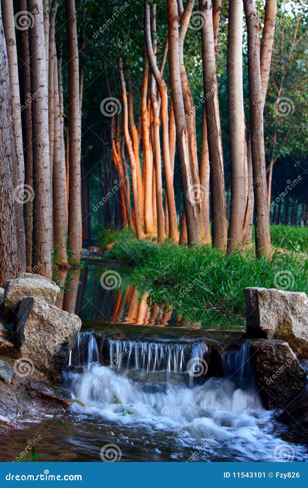 Stream in sunset stock image. Image of scenery, forest - 11543101