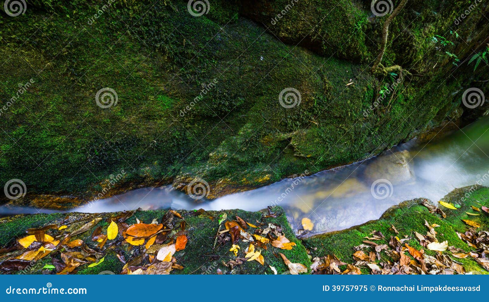 Stream Temperate Rain Forest Stock Image - Image of flowing, multi ...