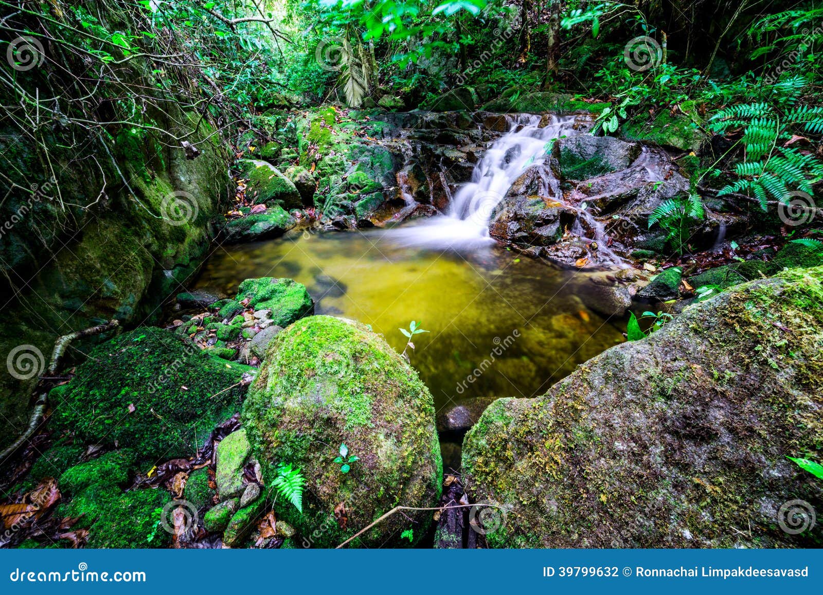 Stream Temperate Rain Forest Stock Photo - Image of colored, locations ...