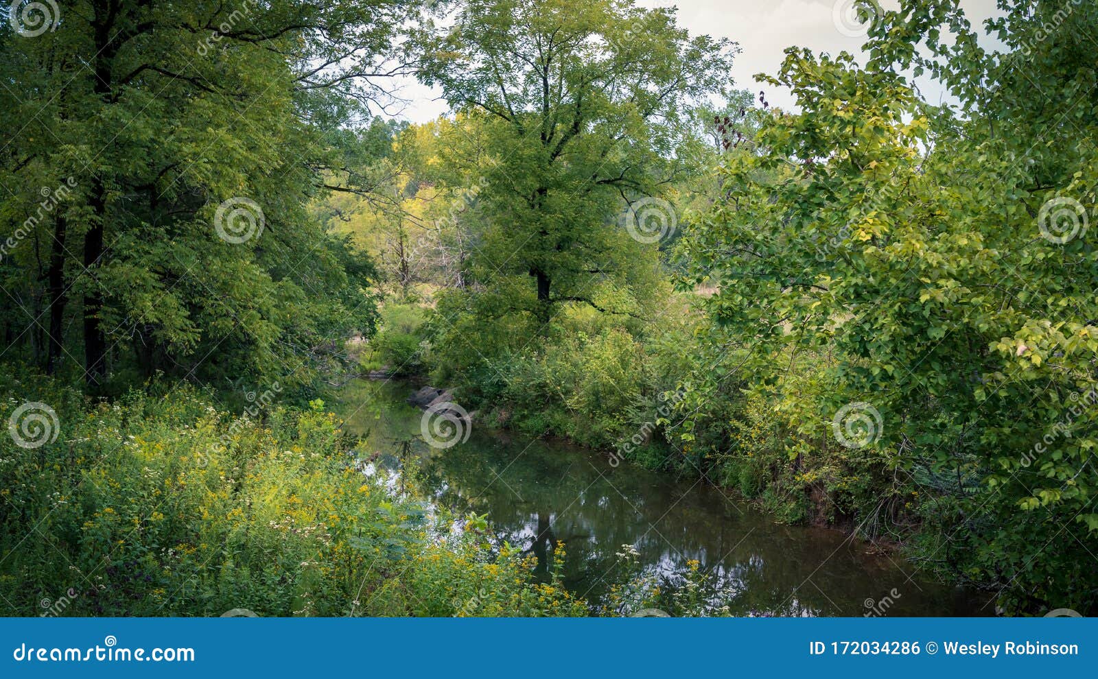 Stream Though Wooded Forest Stock Photo - Image of flowers, reflection ...