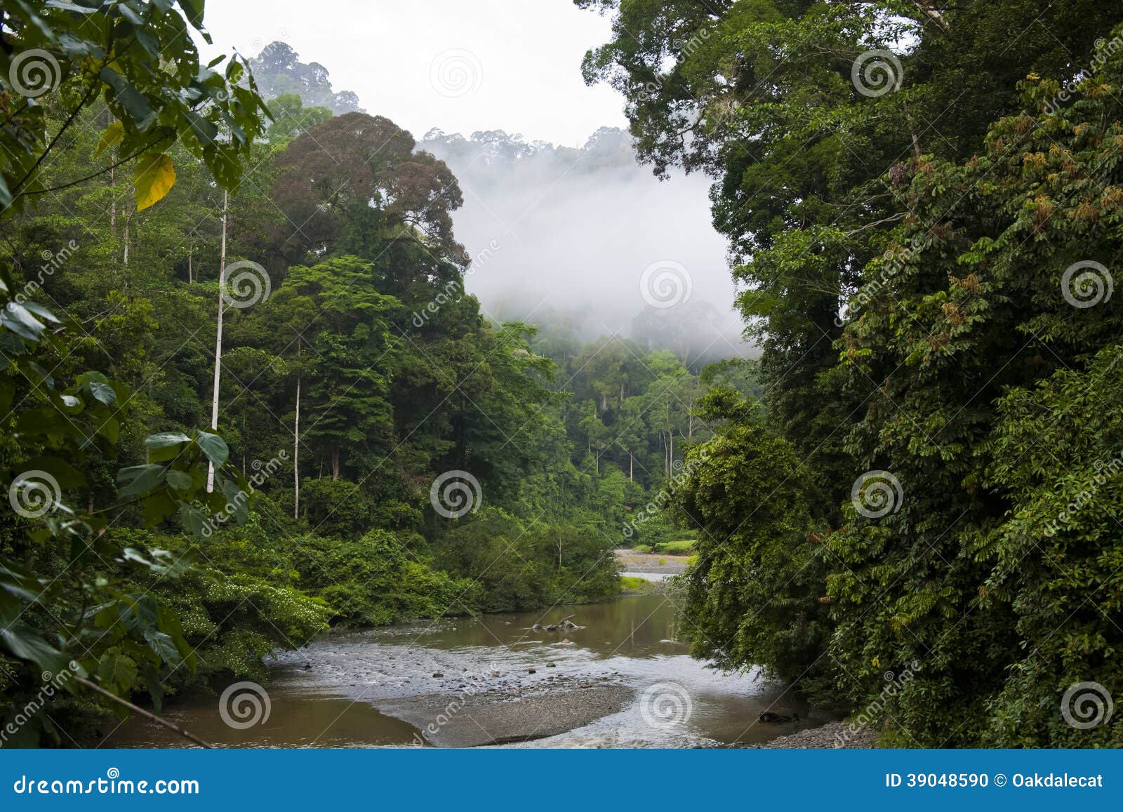 Stream Thru Rain and Cloud Forest, Borneo Stock Photo - Image of jungle ...