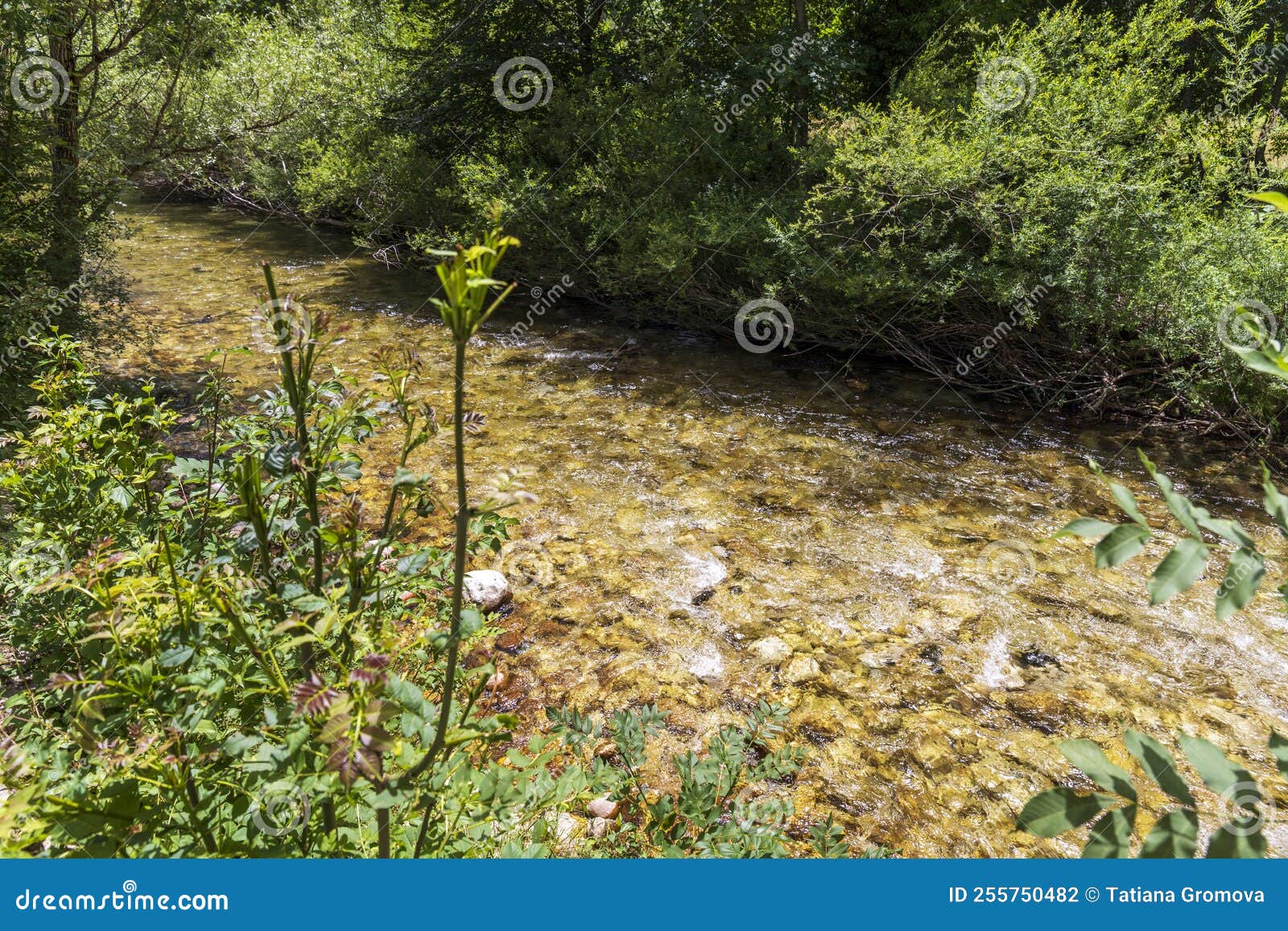 Stream with Transparent Fresh Water and a Shallow Stone Bottom Stock ...