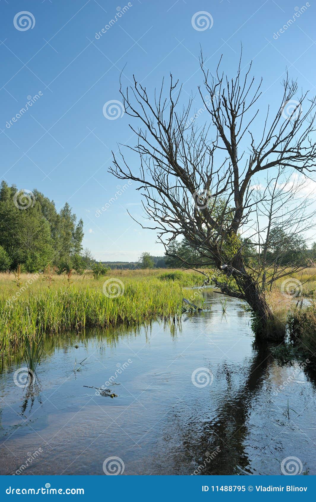 Stream and tree stock image. Image of cloud, beauty, idyllic - 11488795