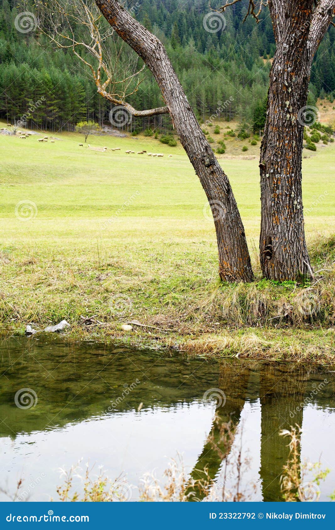 Stream and Tree in Mountains Stock Photo - Image of tree, forest: 23322792