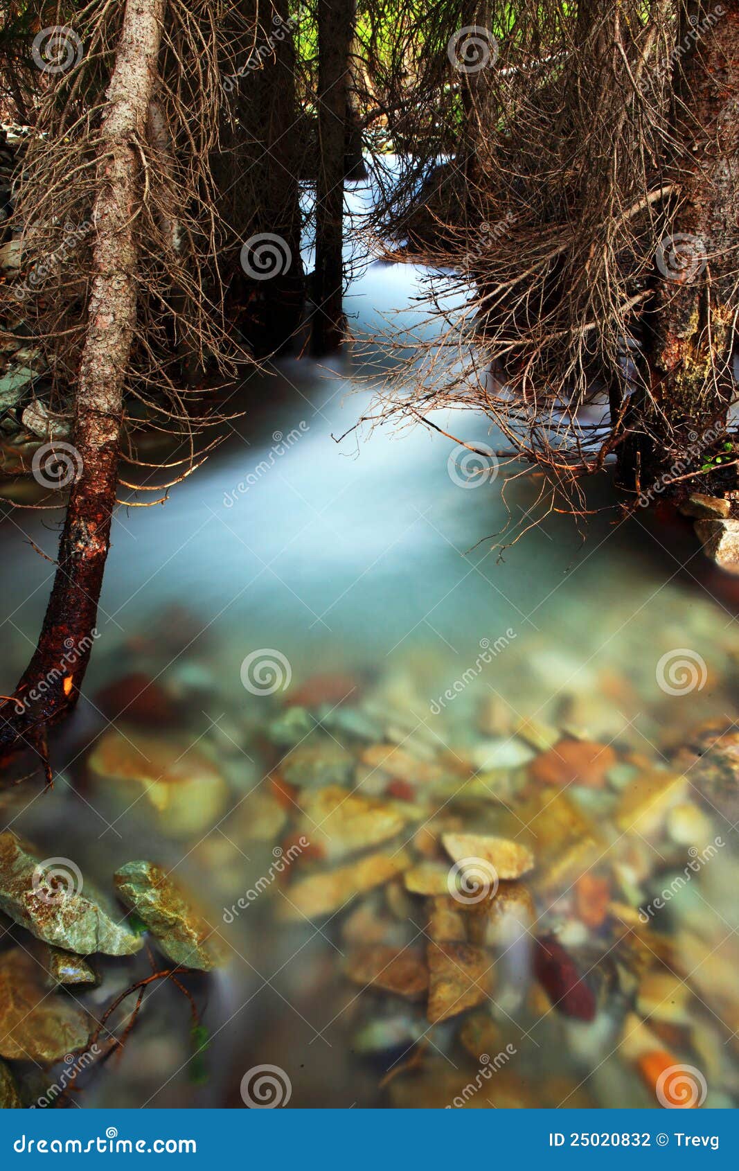 Stream through Trees stock photo. Image of trees, waterflow - 25020832