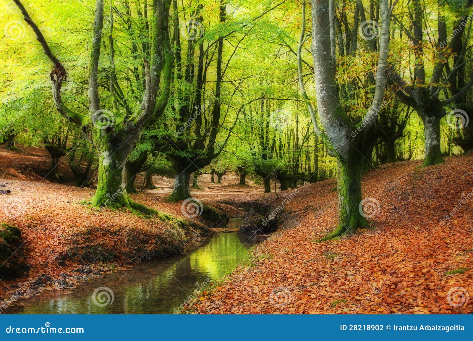 Stream through the Trees in a Beautiful Beech Forest in Autumn Stock ...