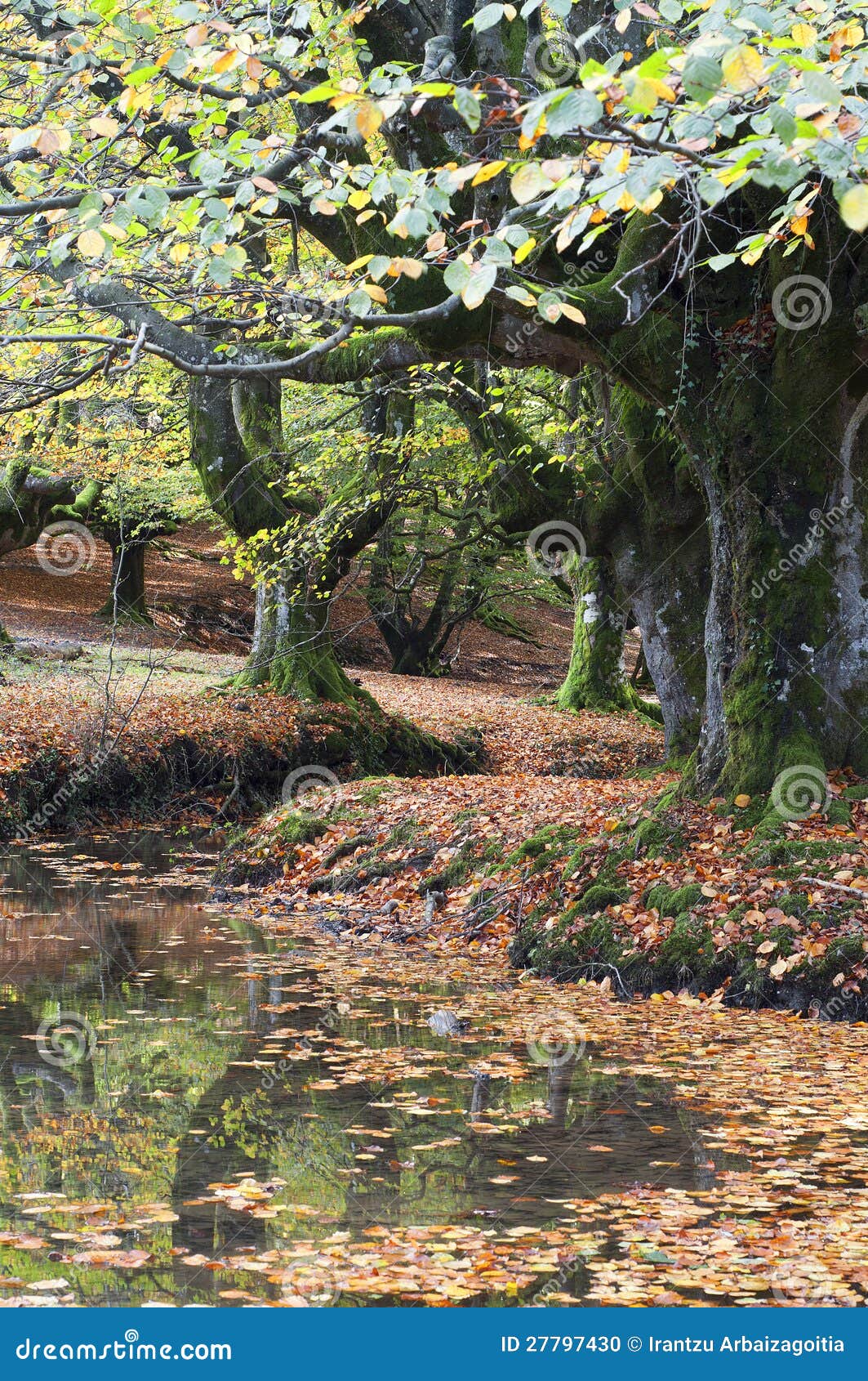Stream through the Trees in a Beech Forest Stock Photo - Image of ...