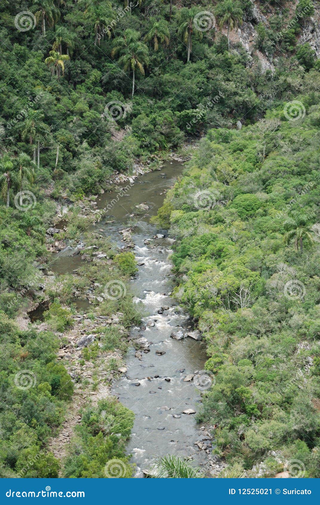 Stream in tropical forest stock image. Image of nature - 12525021