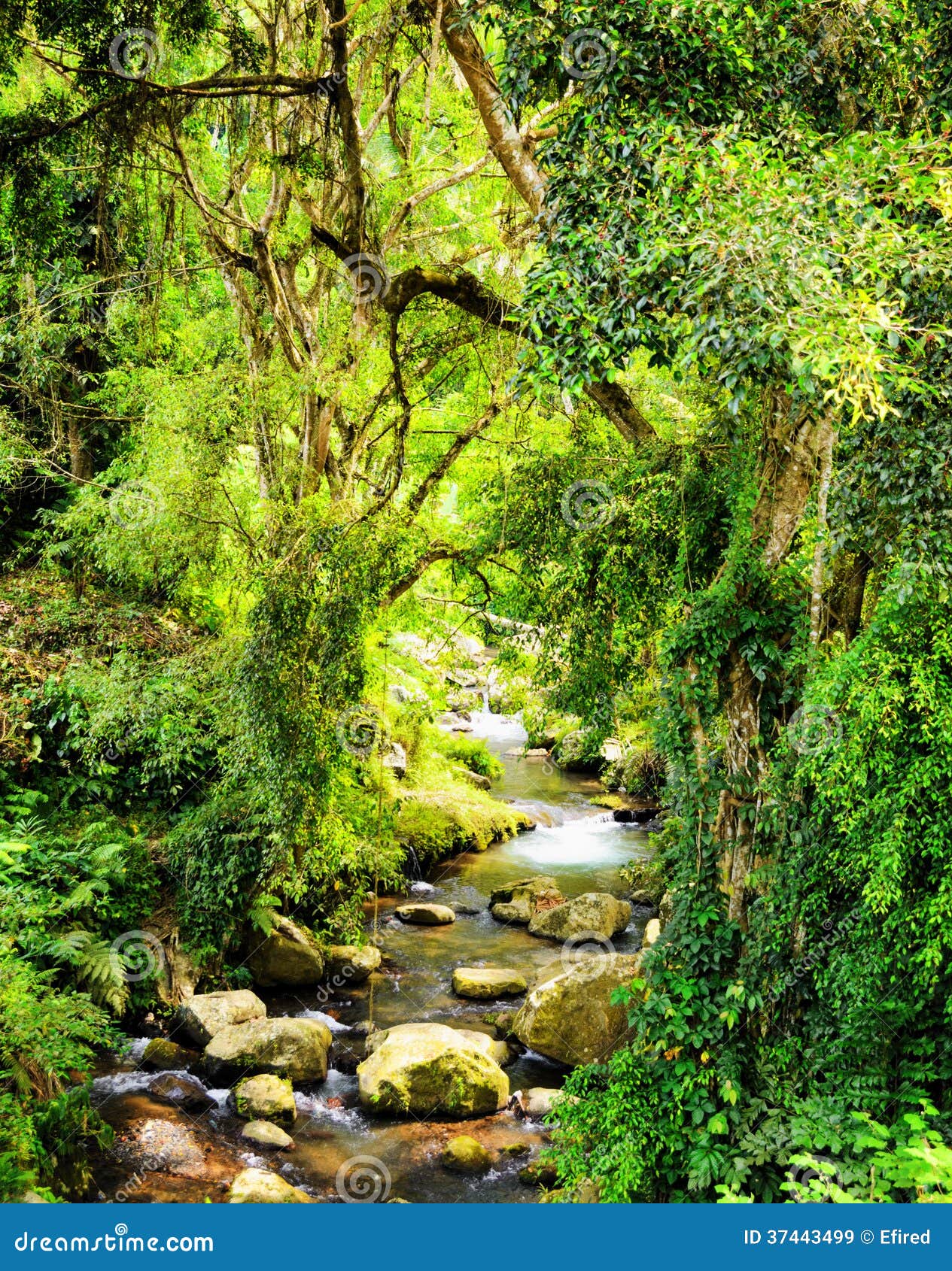 Stream in a Tropical Forest Stock Image - Image of forest, jungle: 37443499