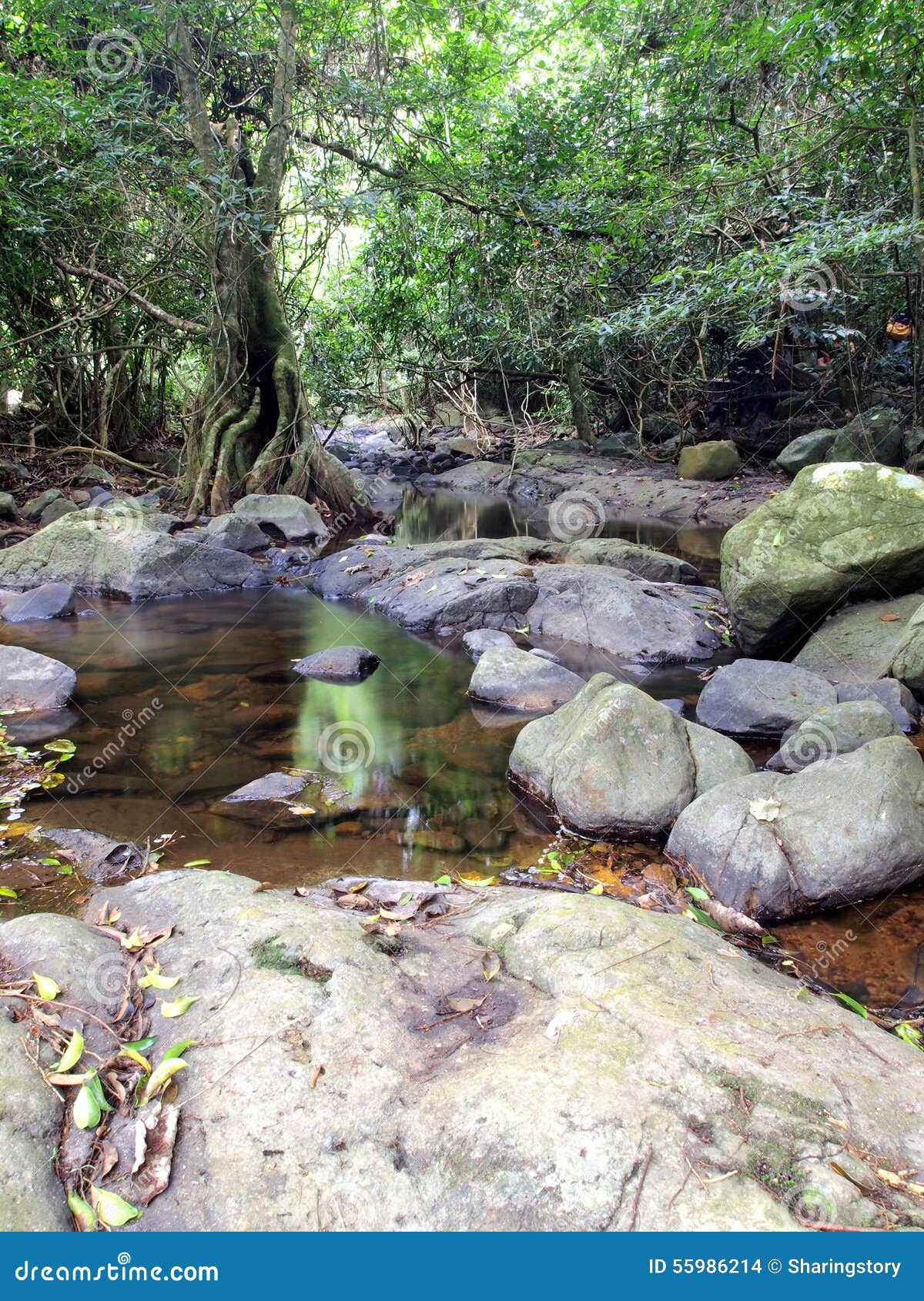 Stream in the Tropical Forest Stock Photo - Image of forest, landscape ...