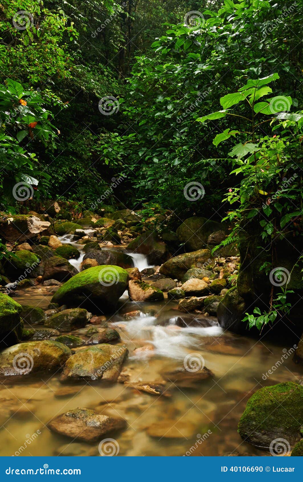 Stream in a Tropical Forest Stock Photo - Image of clean, fresh: 40106690