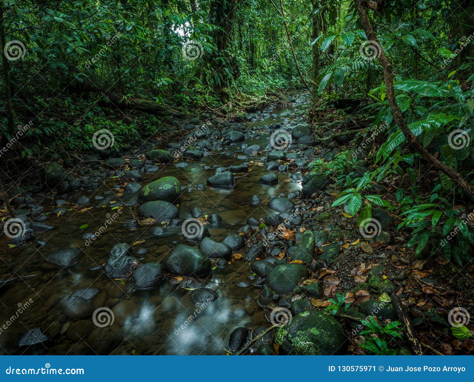Stream in tropical forest stock image. Image of outdoors - 130575971