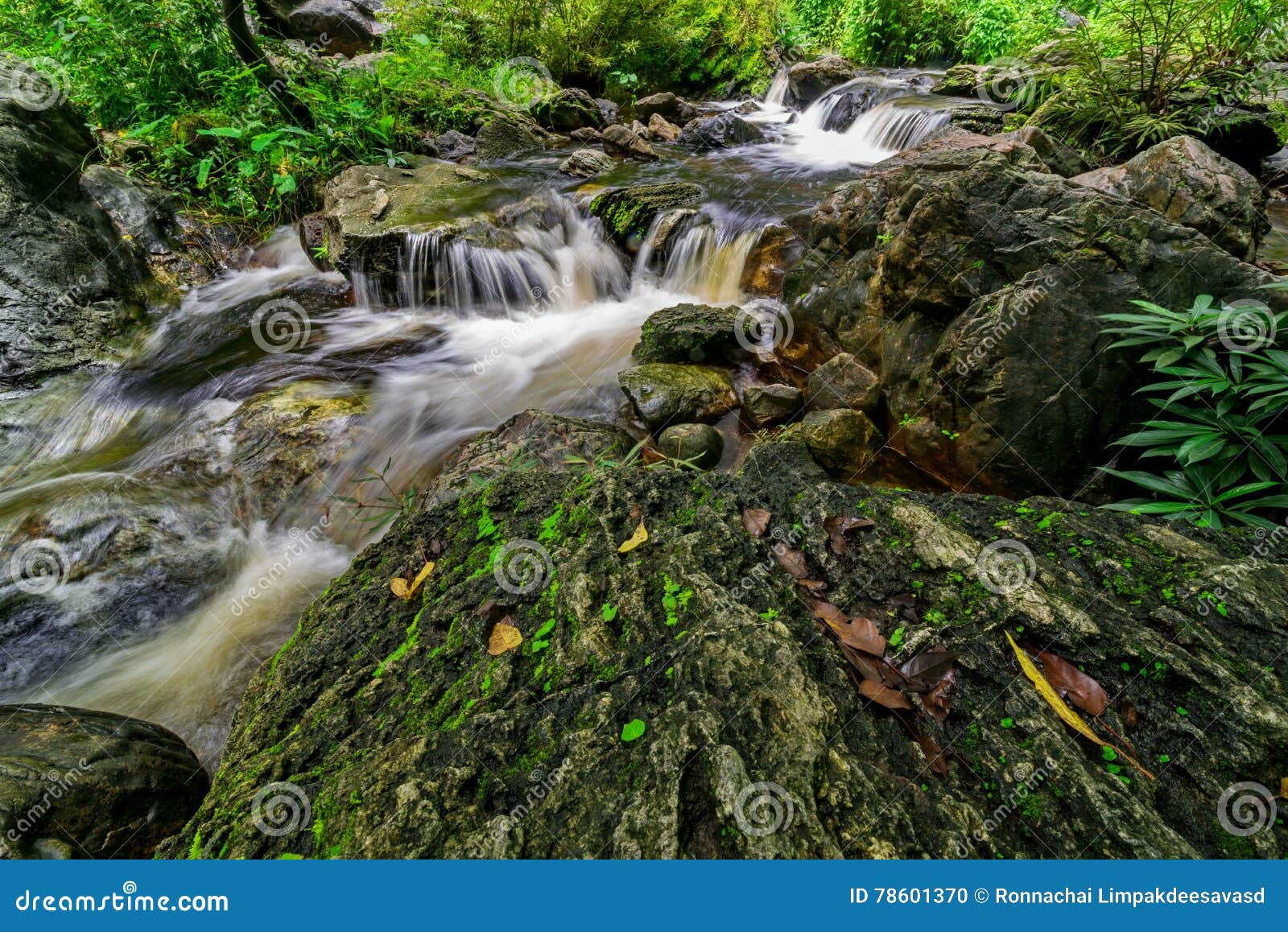 Stream in tropical jungle stock photo. Image of beam - 78601370