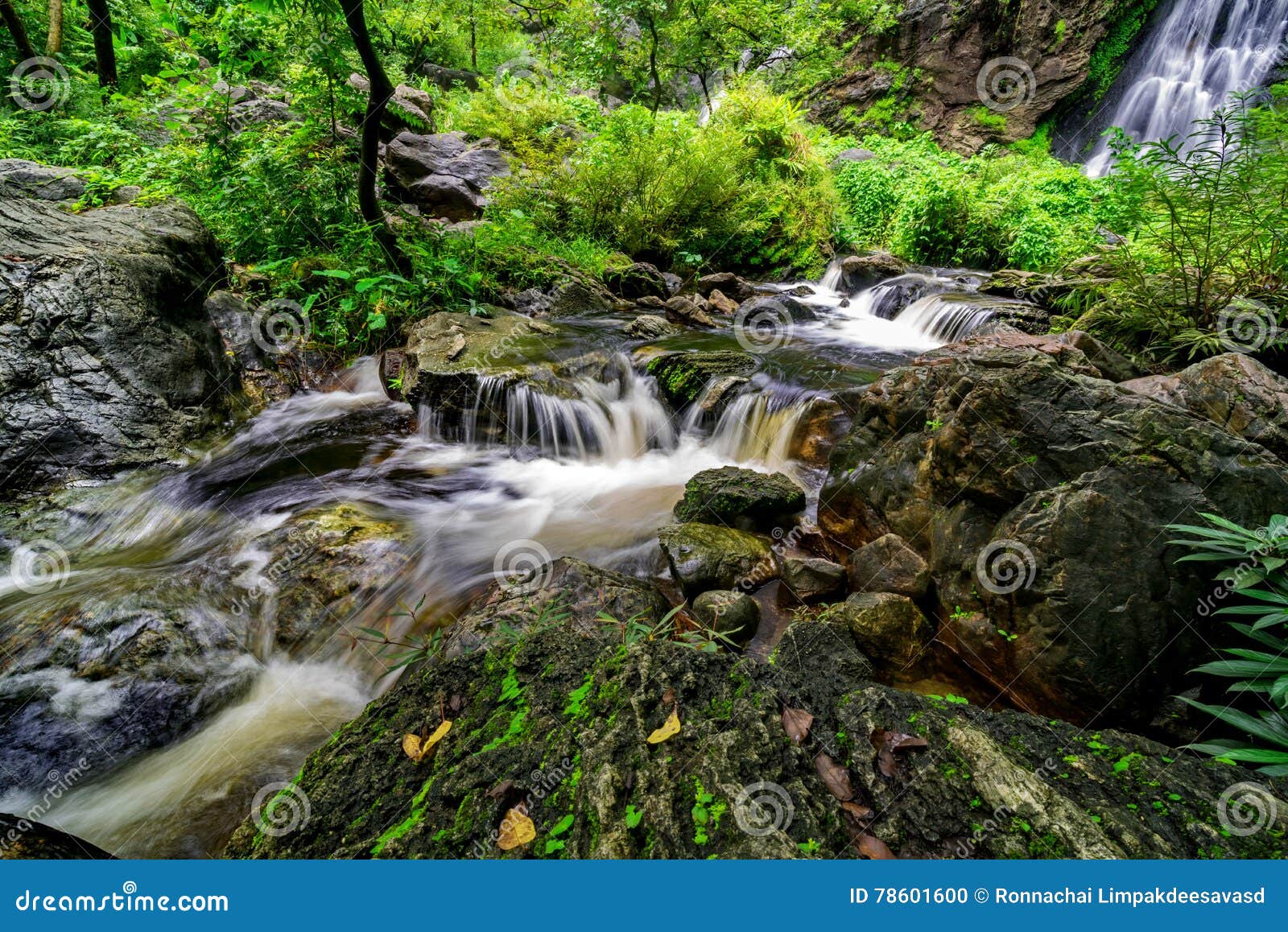 Stream in tropical jungle stock photo. Image of forest - 78601600