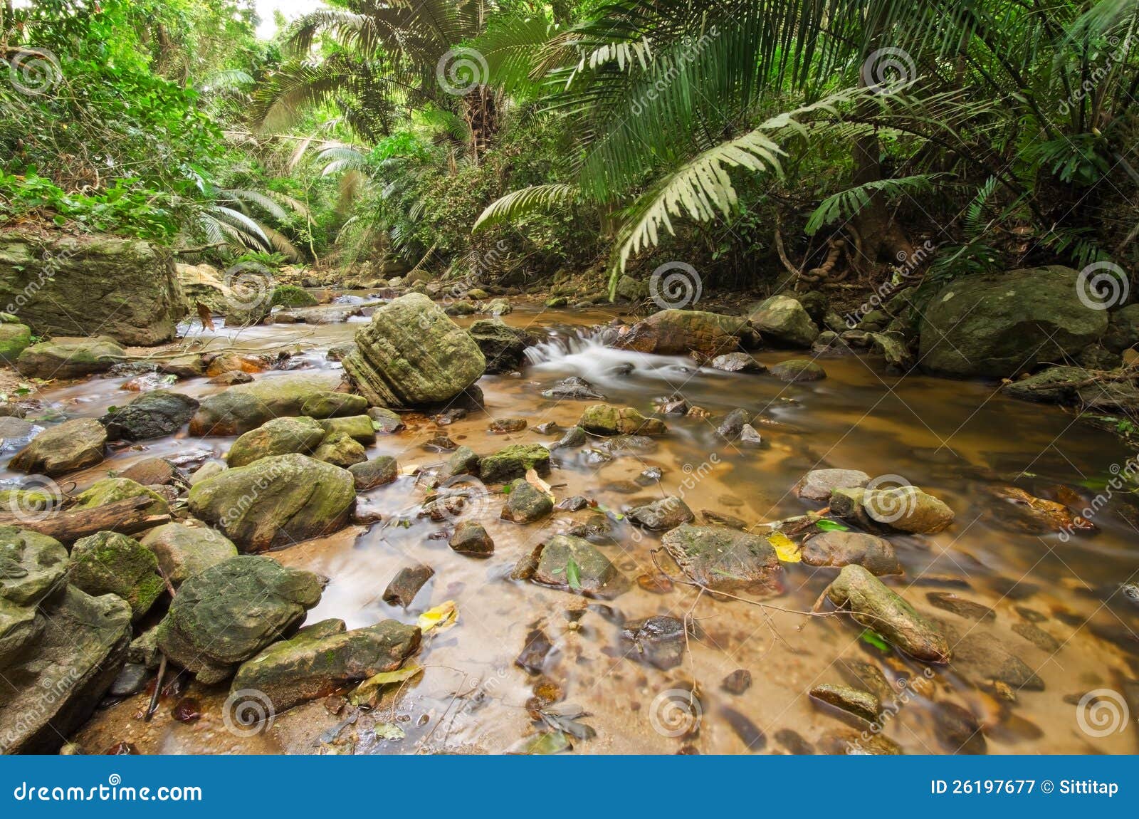 Stream in Tropical Rain Forests Stock Image - Image of recreation, dark ...