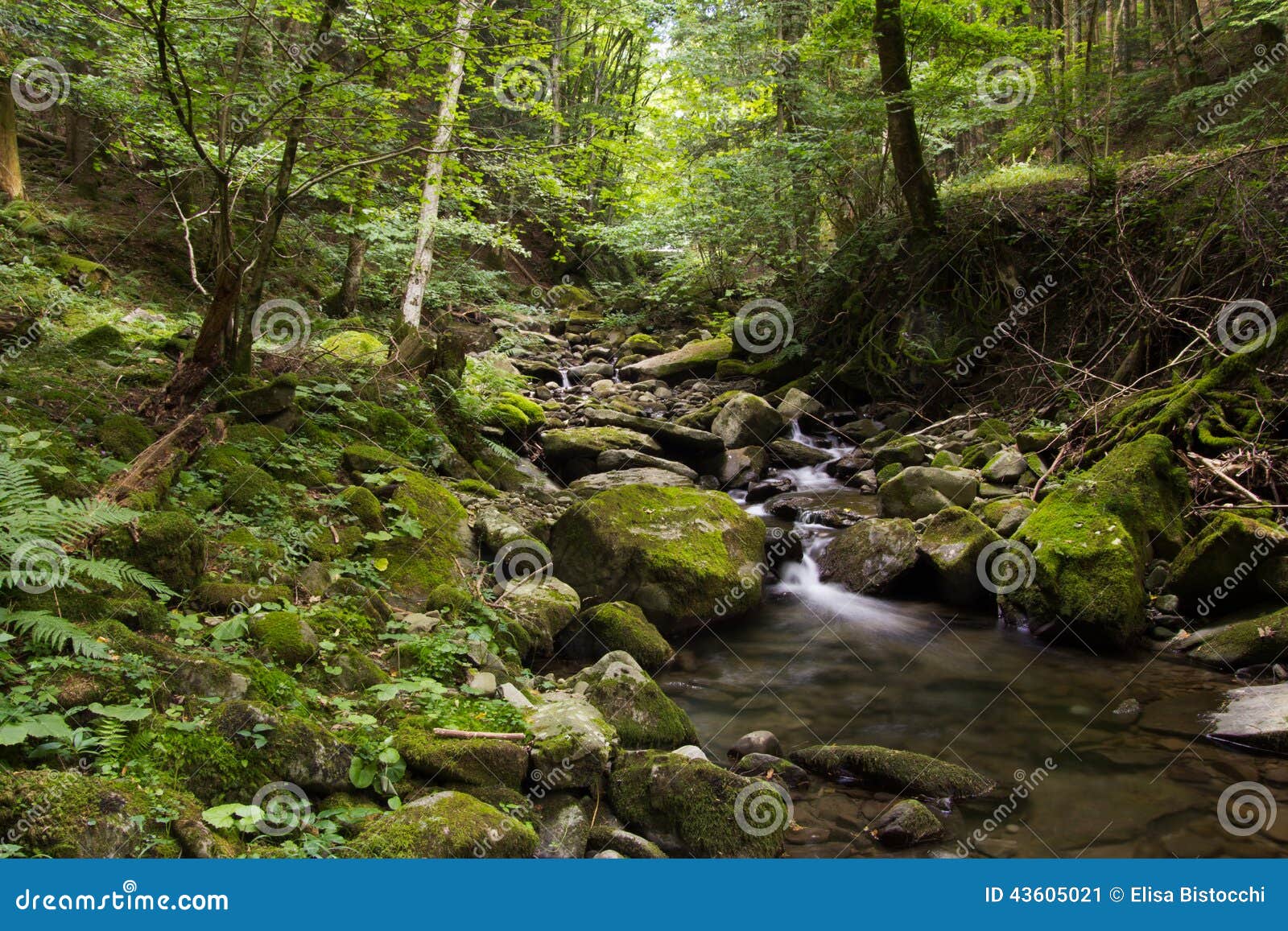 Stream in Tuscany forest stock image. Image of earth - 43605021