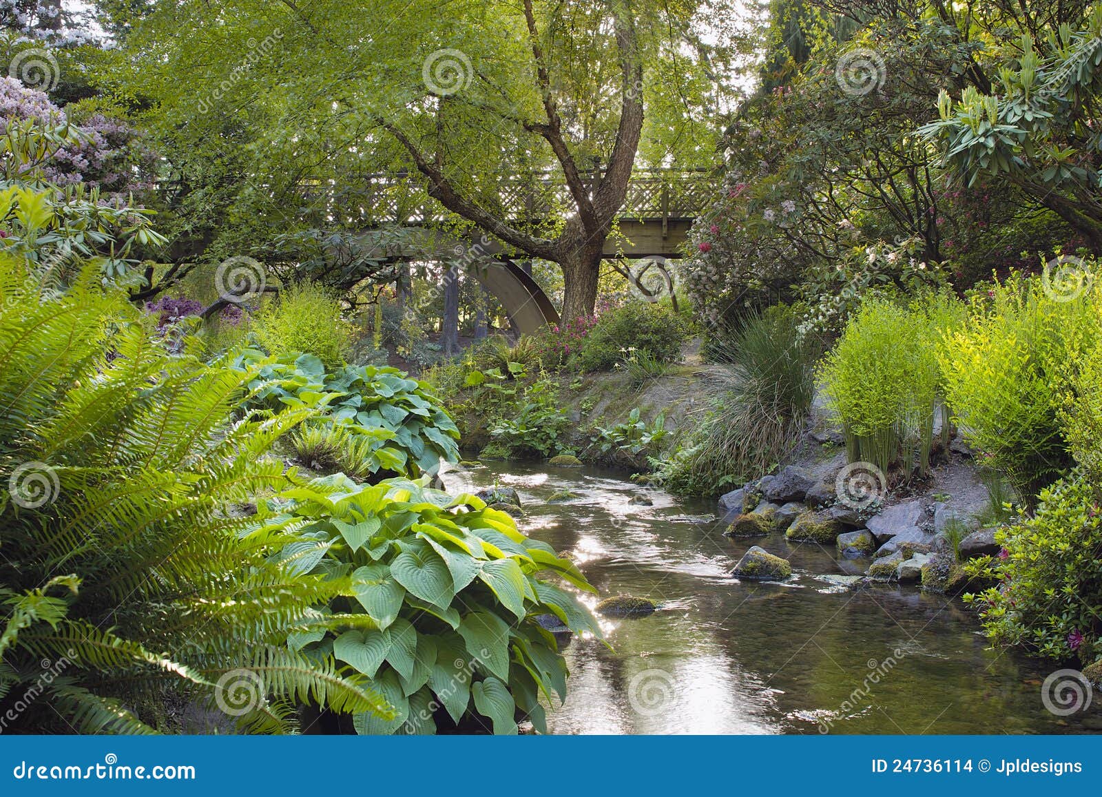 Stream Under the Wooden Bridge Stock Photo - Image of creek, trails ...