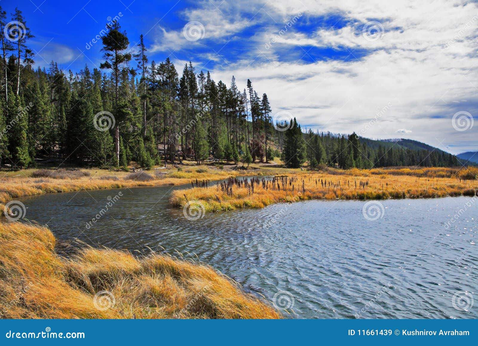 A stream in the USA stock image. Image of grass, natural - 11661439