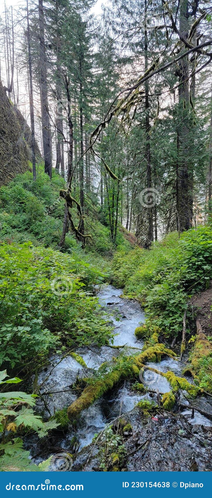 Stream Views in the Pacific Northwest Stock Photo - Image of stream ...
