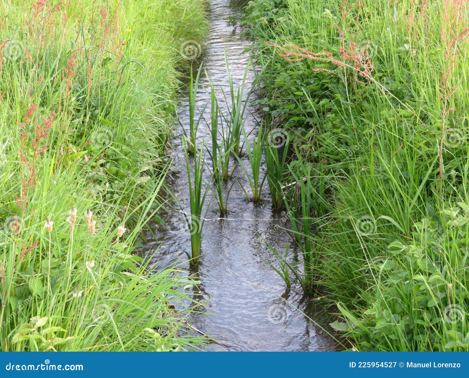Stream Water Boiling Natural Green Transparent River Stock Image ...