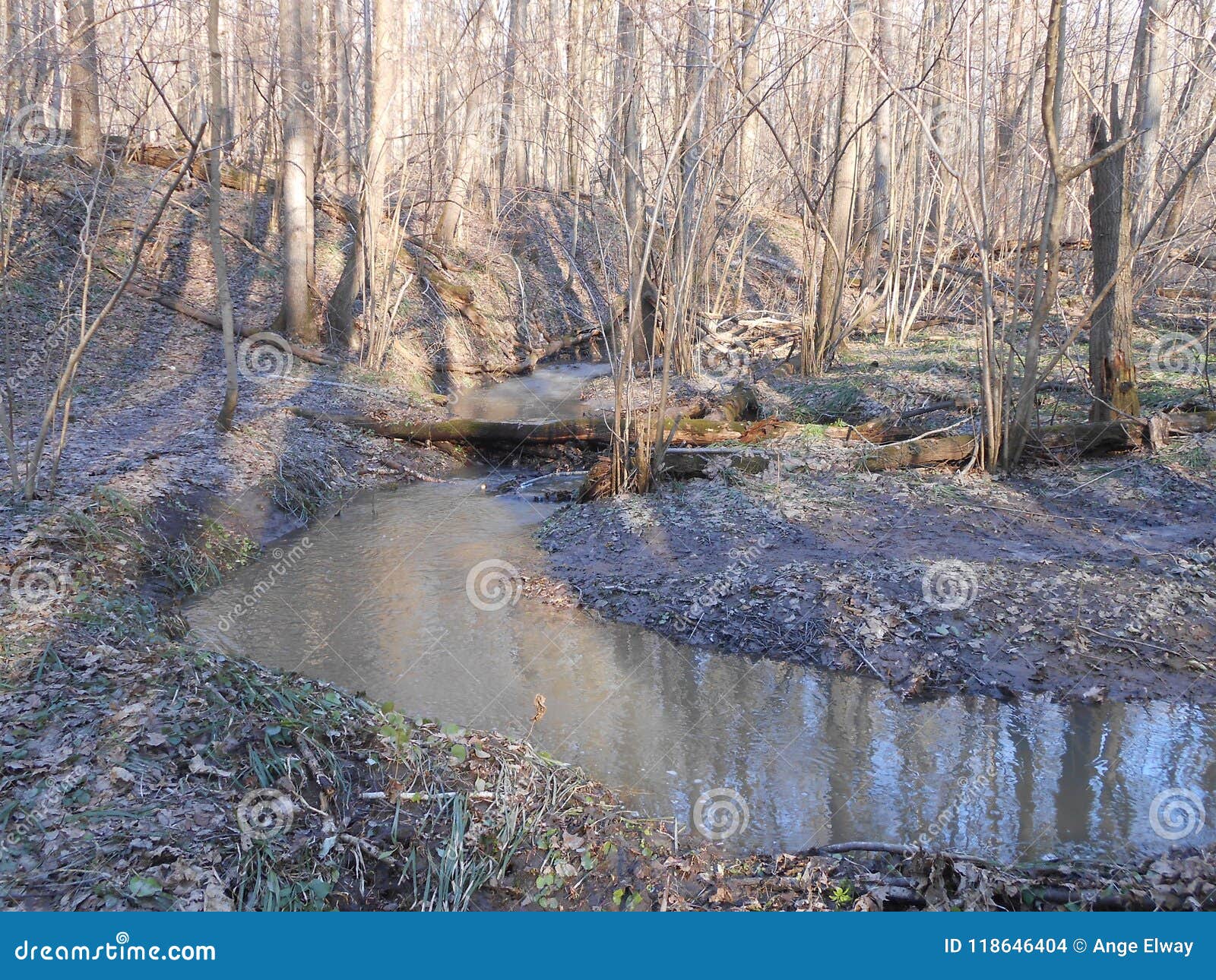 Stream in the spring. stock photo. Image of early, forest - 118646404