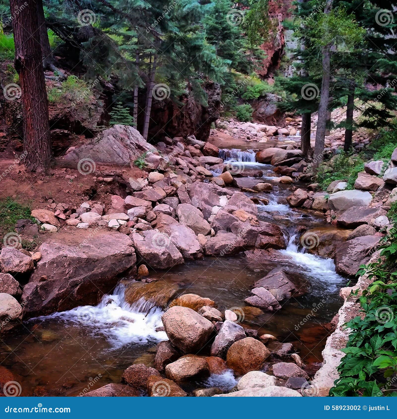 Stream of Water in the Forest Stock Photo - Image of stream, trees ...
