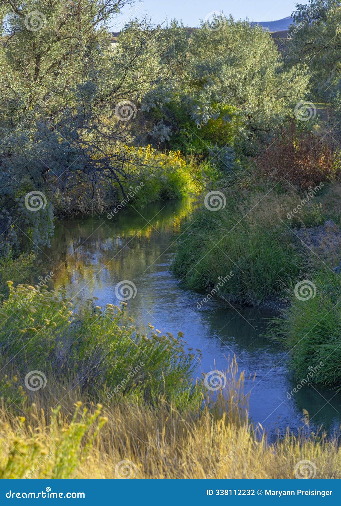 Stream of Water Landscape Forms an S-curve with Reflection As it Passes ...