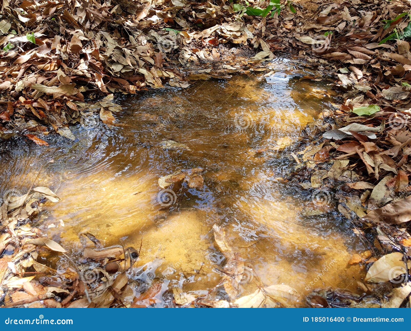 Stream of Water in the Longan Garden Stock Photo - Image of source ...