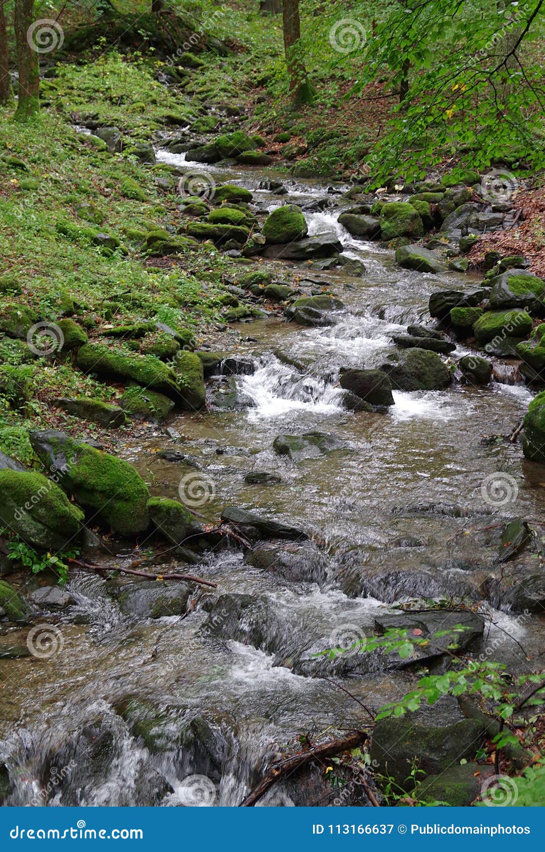 Stream, Water, Nature, Creek Picture. Image: 113166637