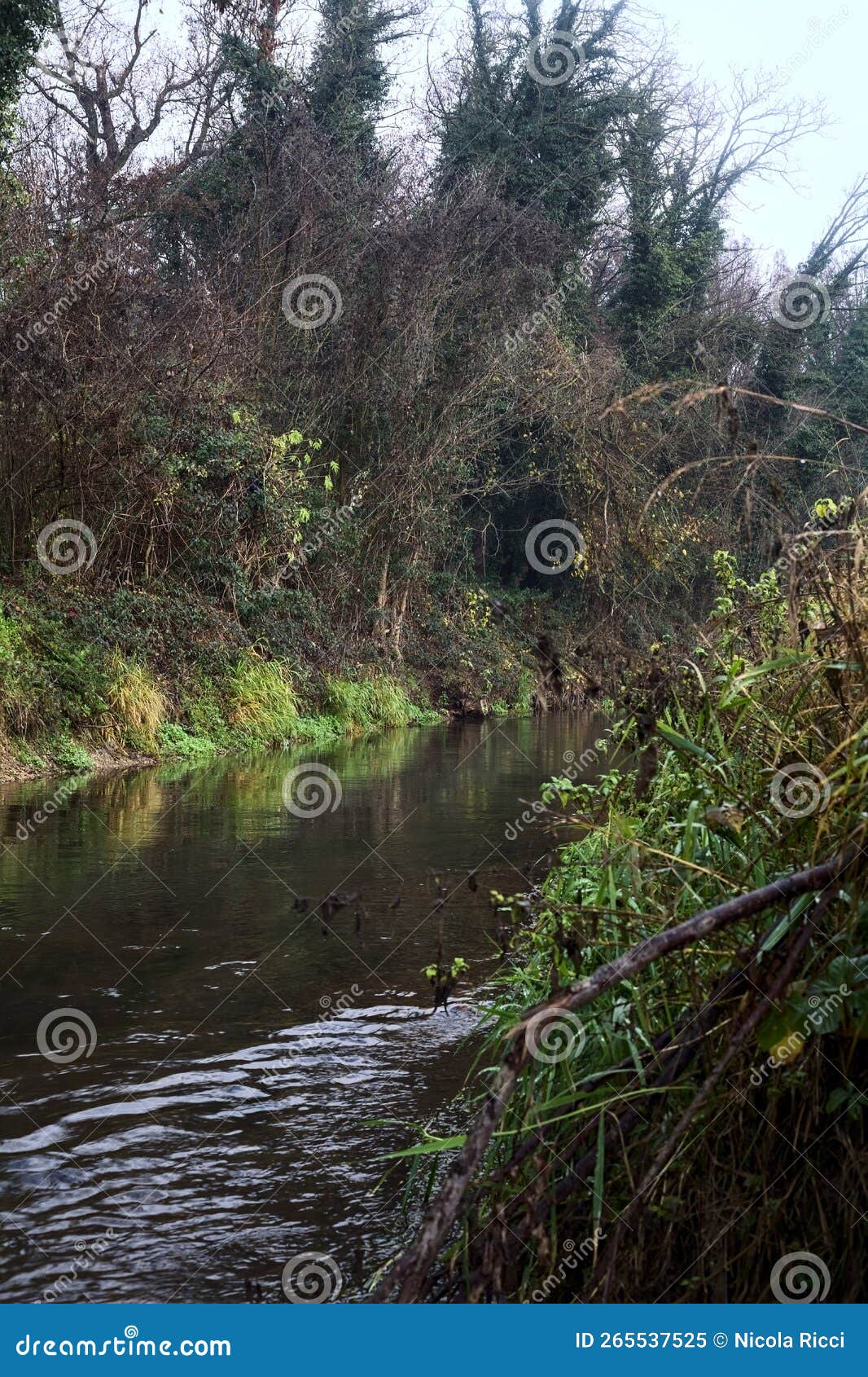 Stream of Water Next To a Forest on a Cloudy Day in Winter Stock Image ...