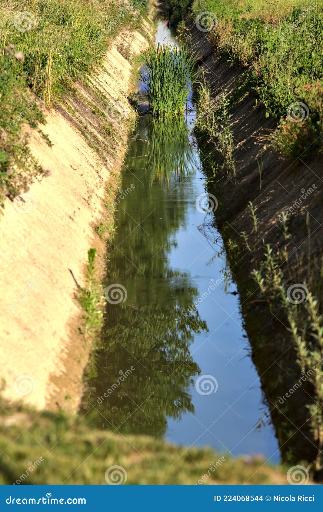 Stream of Water with Rushes and Reflection of Trees in the Water in the ...